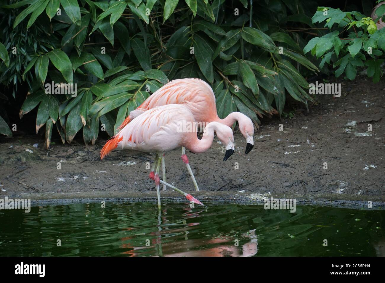 Some flamingos standing in the river bank and some tropical bushes ...
