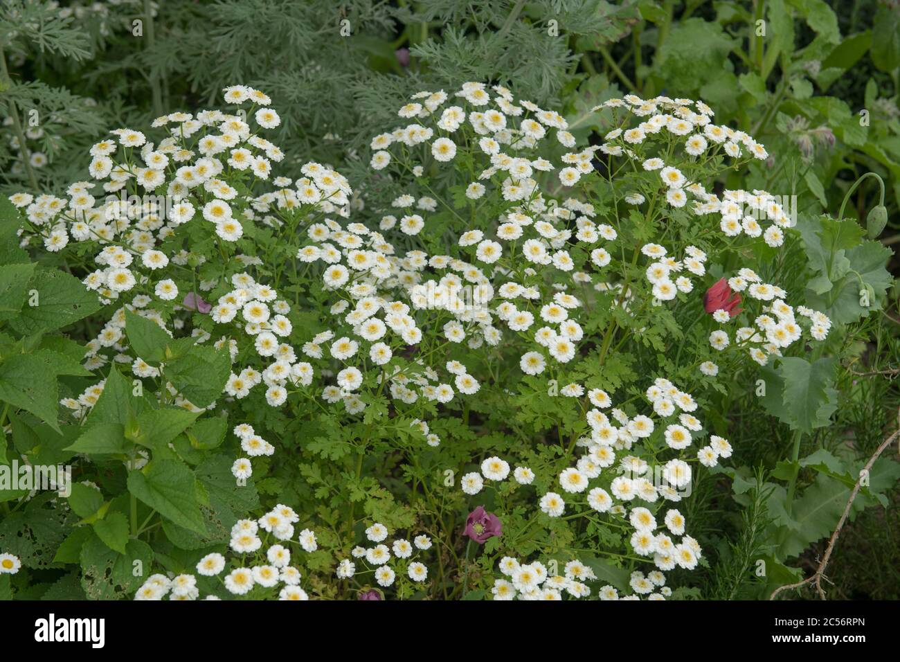 Summer Flowering Traditional Medicinal Herb of Feverfew or Bachelor's ...