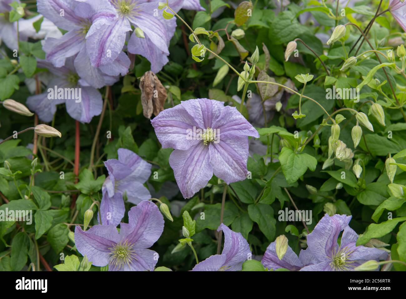 Summer Flowering Deciduous Climbing Clematis Plant (Clematis 'Emilia ...