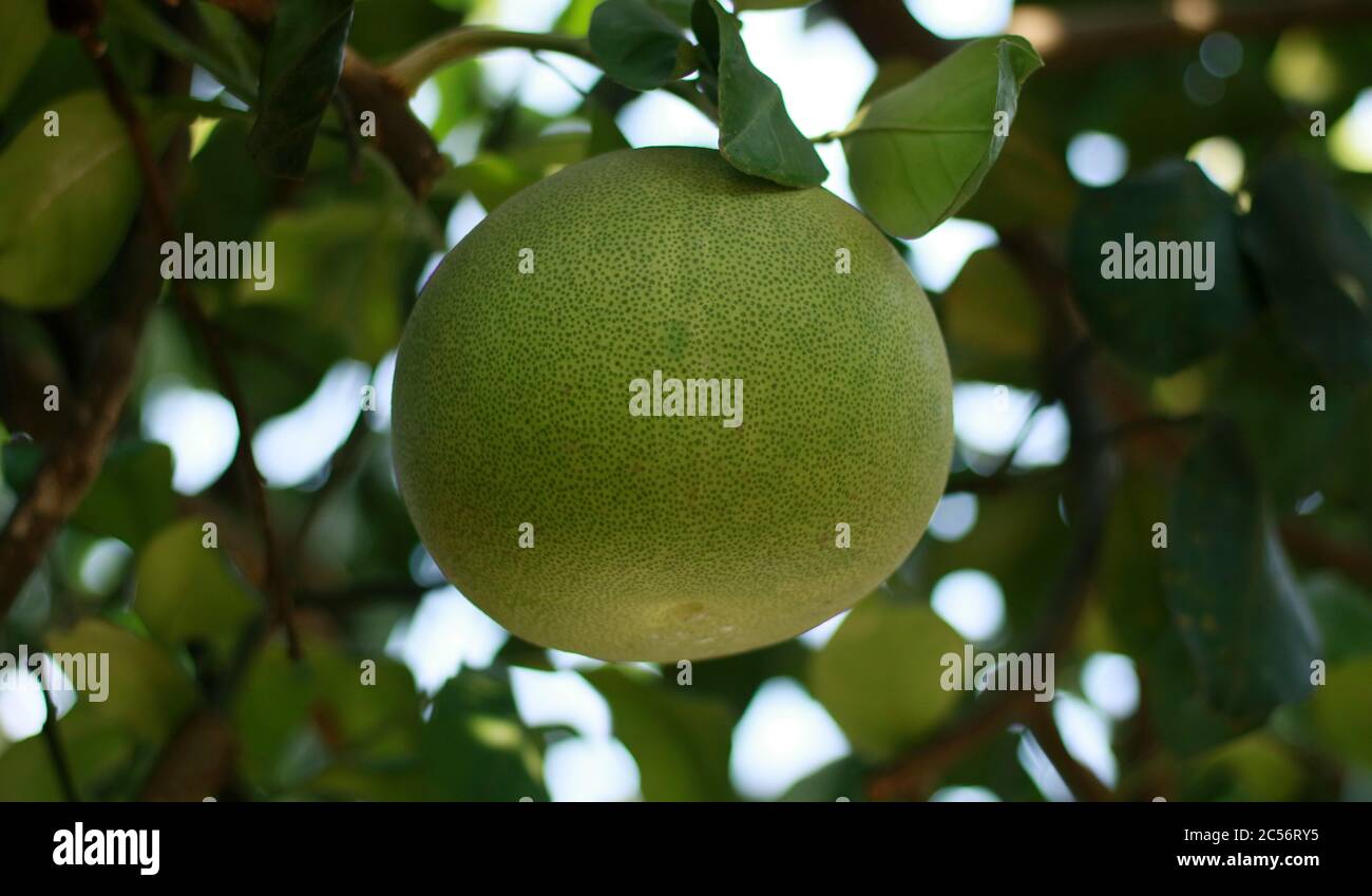 Pampelmoes hi-res stock photography and images - Alamy