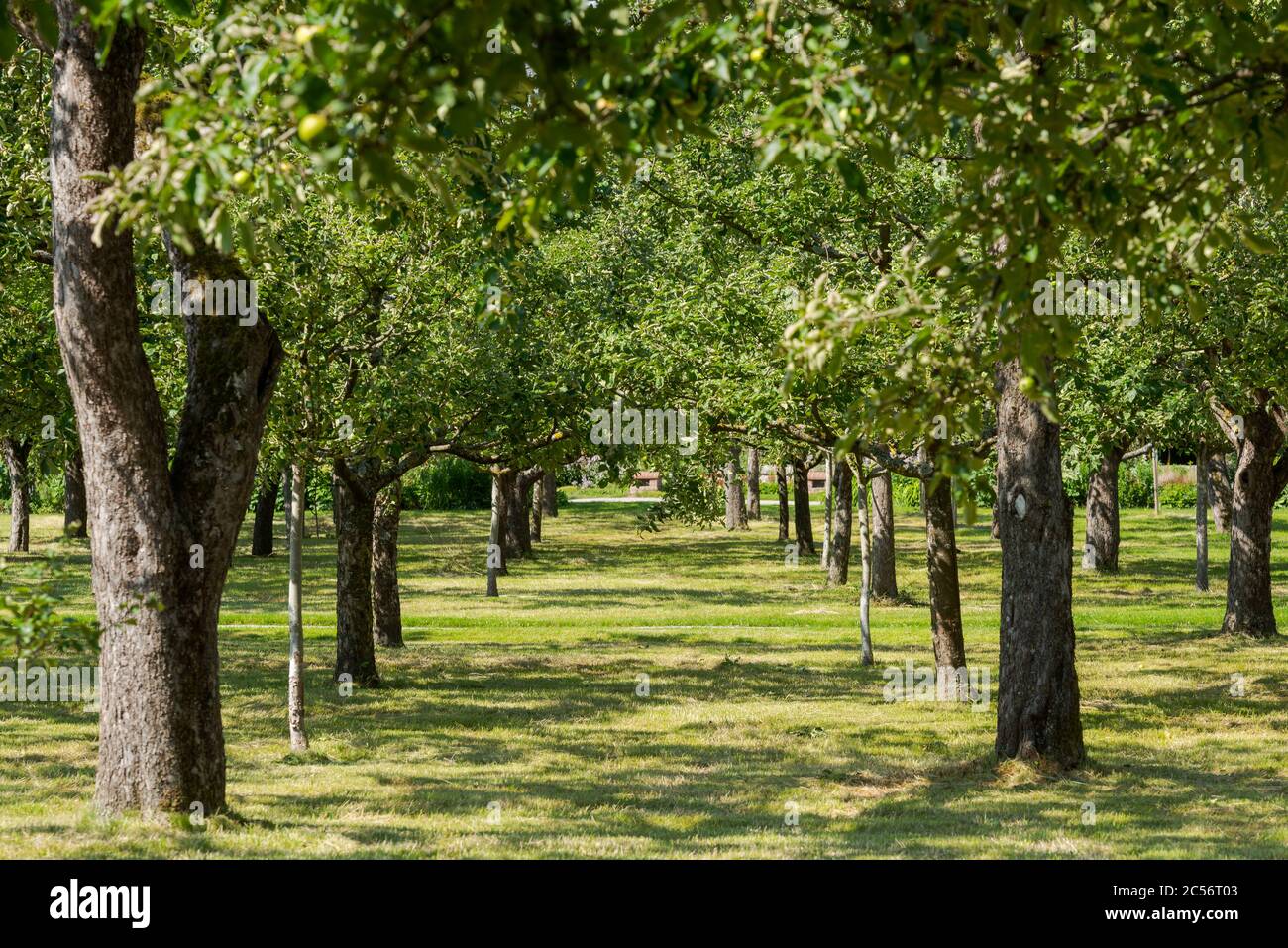 Old apple trees hi-res stock photography and images - Alamy