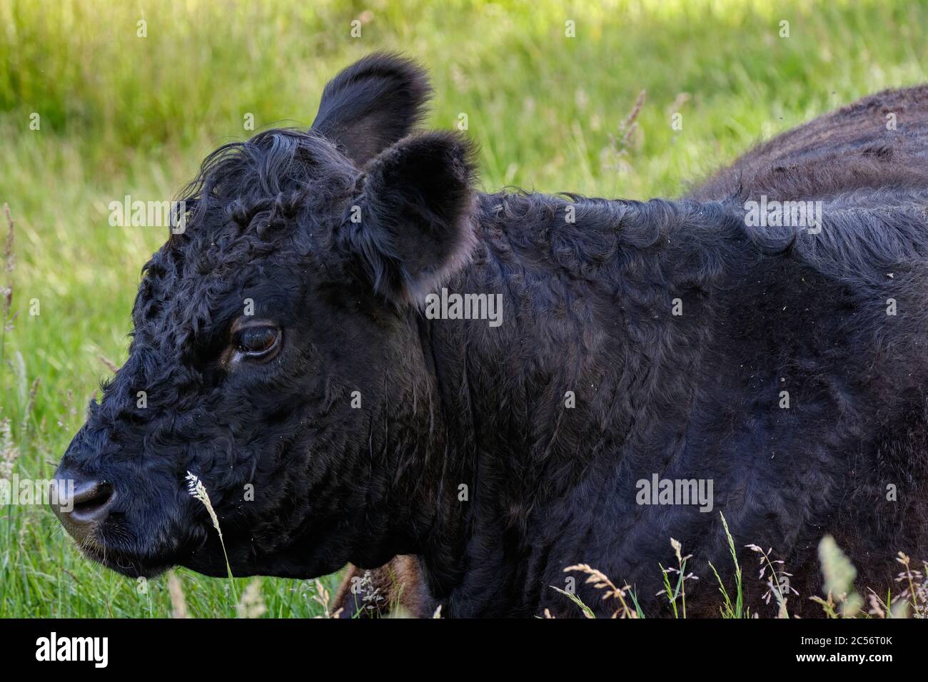 Black Highland Cattle High Resolution Stock Photography and Images - Alamy