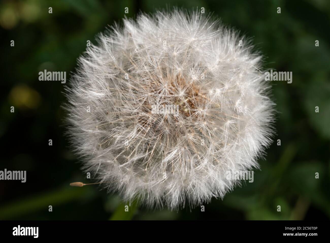 End of life flower seeds hi-res stock photography and images - Alamy