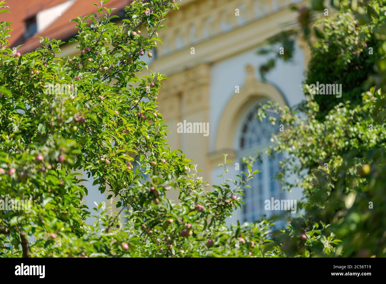 Apple tree with apples and facade of beautiful castle in blurred ...