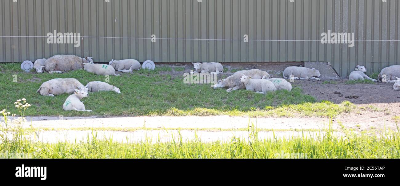 Sheep rest in the shade next to a building Stock Photo - Alamy