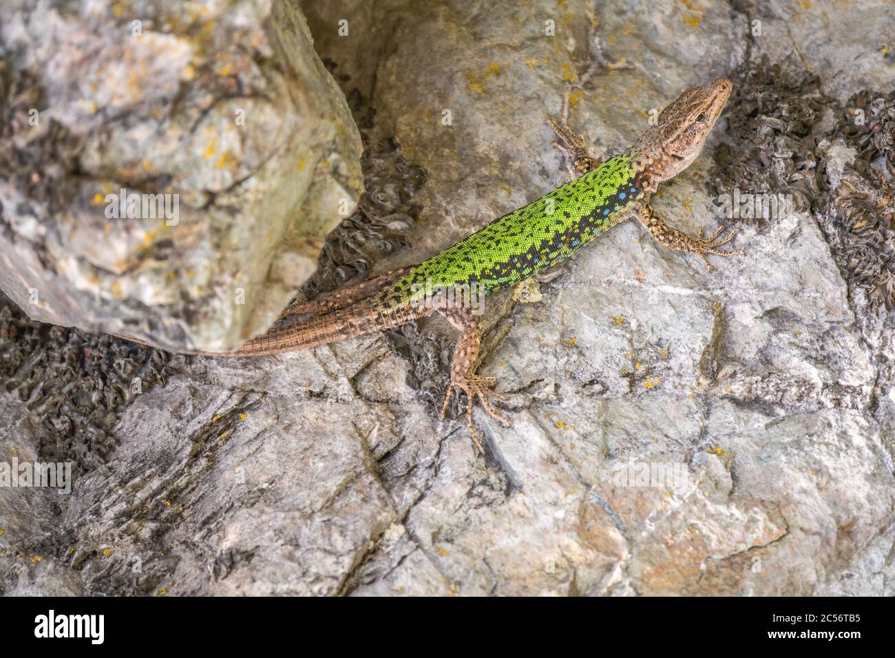 Green Lizard crawling on a stone cliff. The European green lizard ...