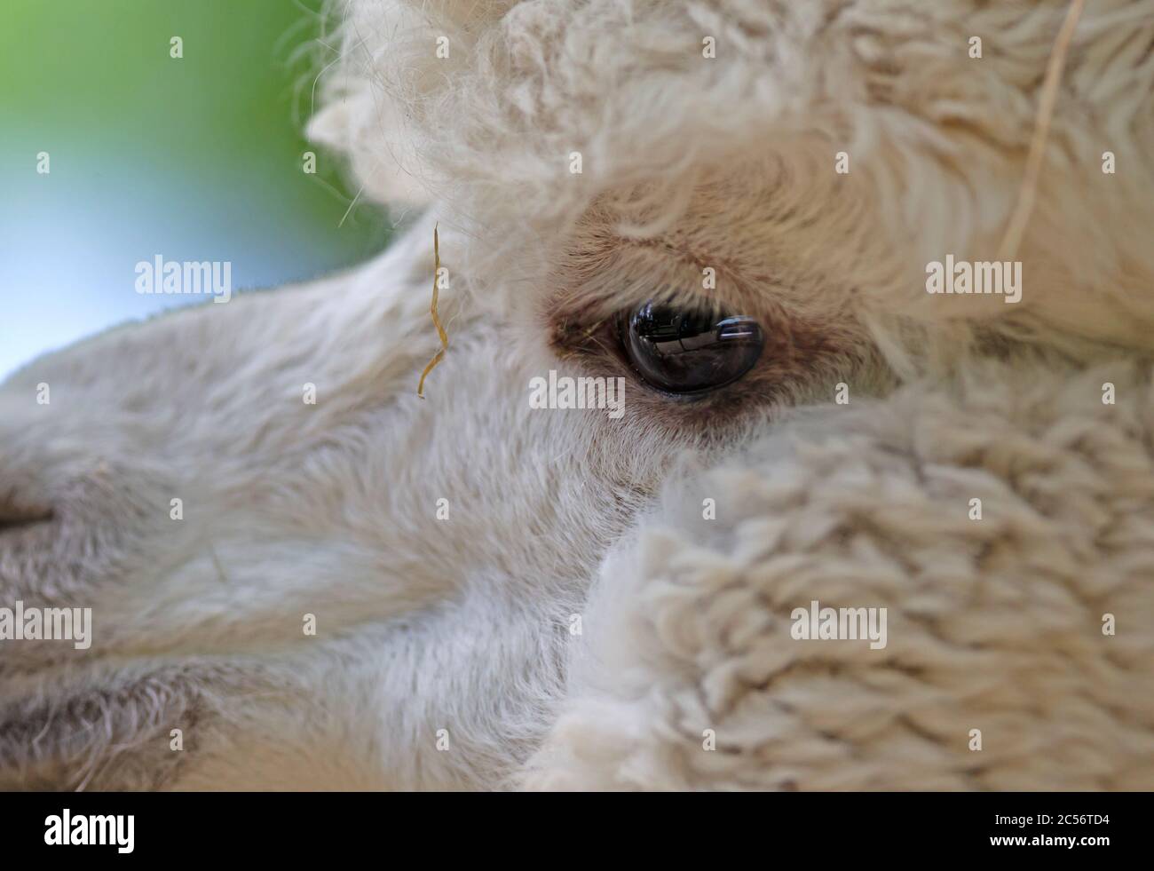 Fluffy brown alpaca head, selective focus on the eye Stock Photo - Alamy