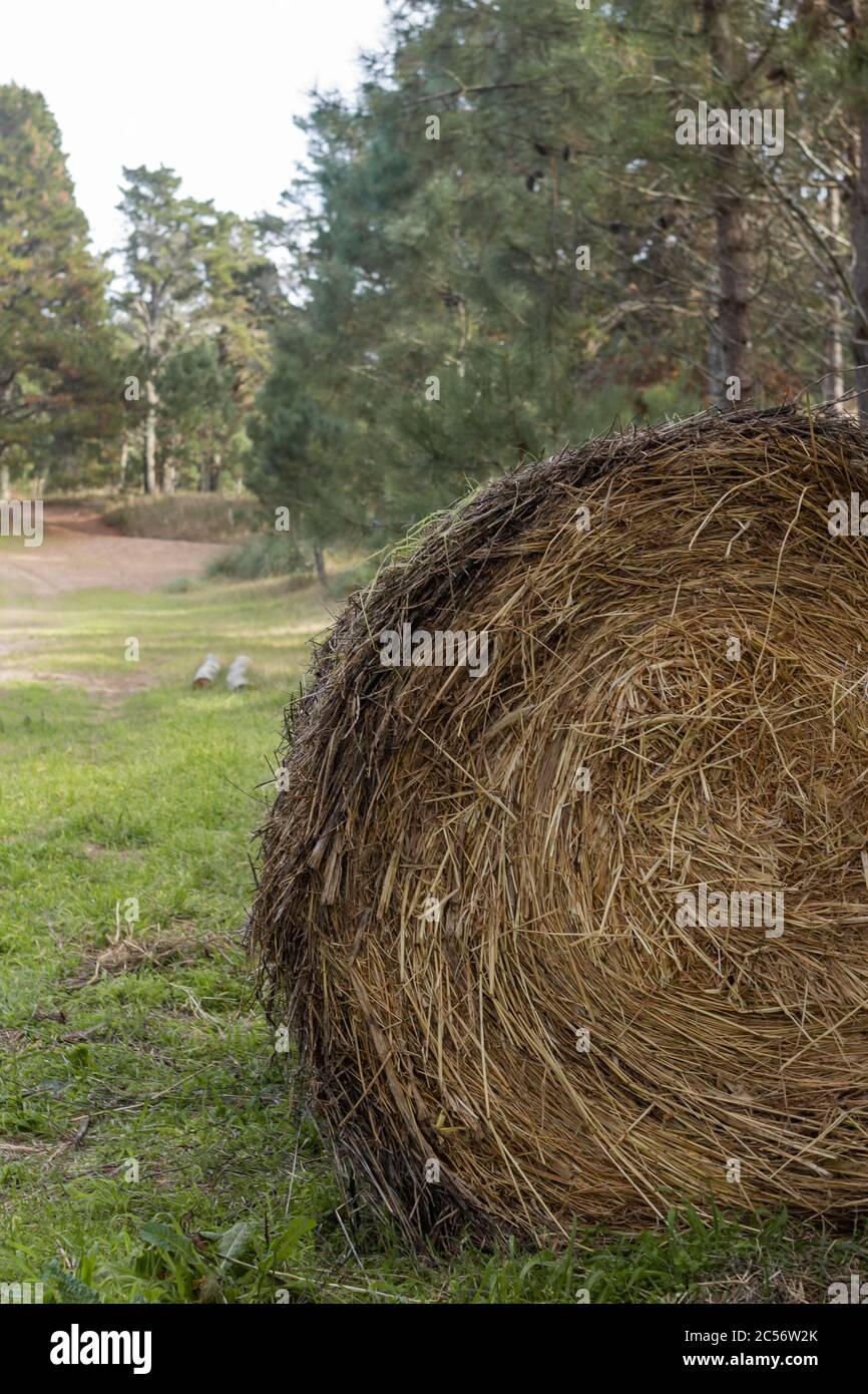 Closeup shot of a hayloft with green trees and grass on the background ...