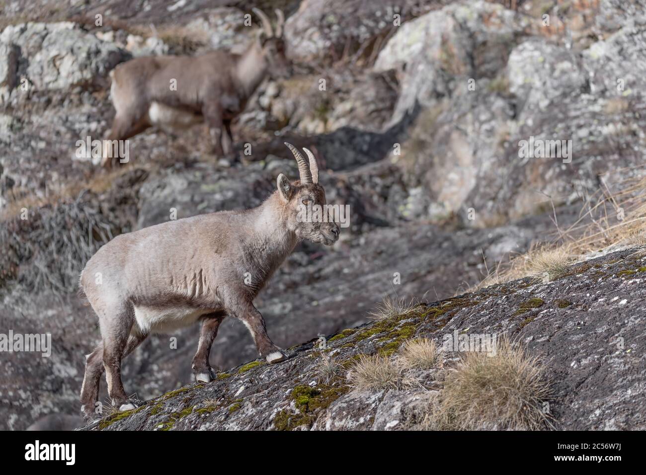 Ibex family in switzerland hi-res stock photography and images - Alamy