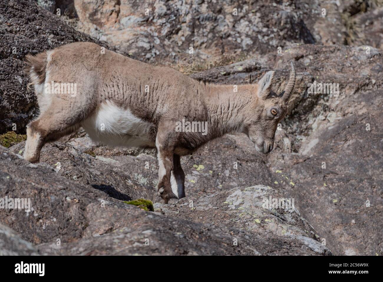 Alpine ibex hooves hi-res stock photography and images - Alamy