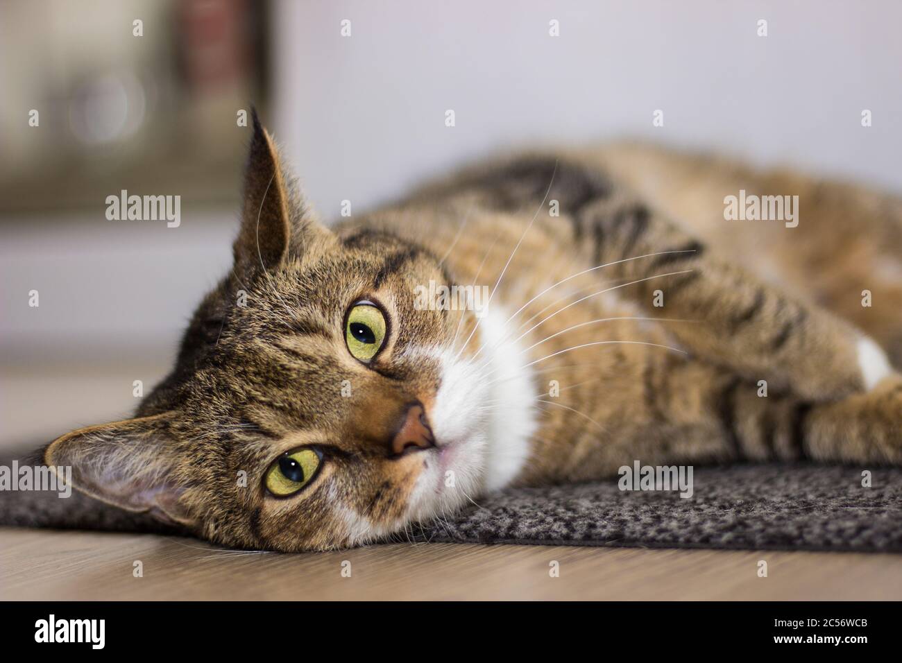 Lying cat on a carpet Stock Photo - Alamy