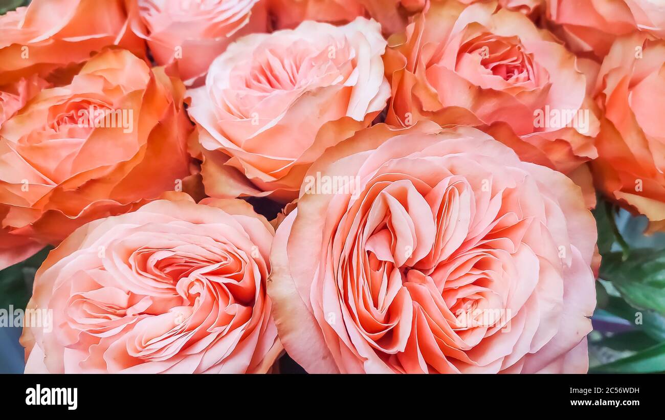 Double headed Pink Hibiscus Flower Background. Beautiful China Rose ...