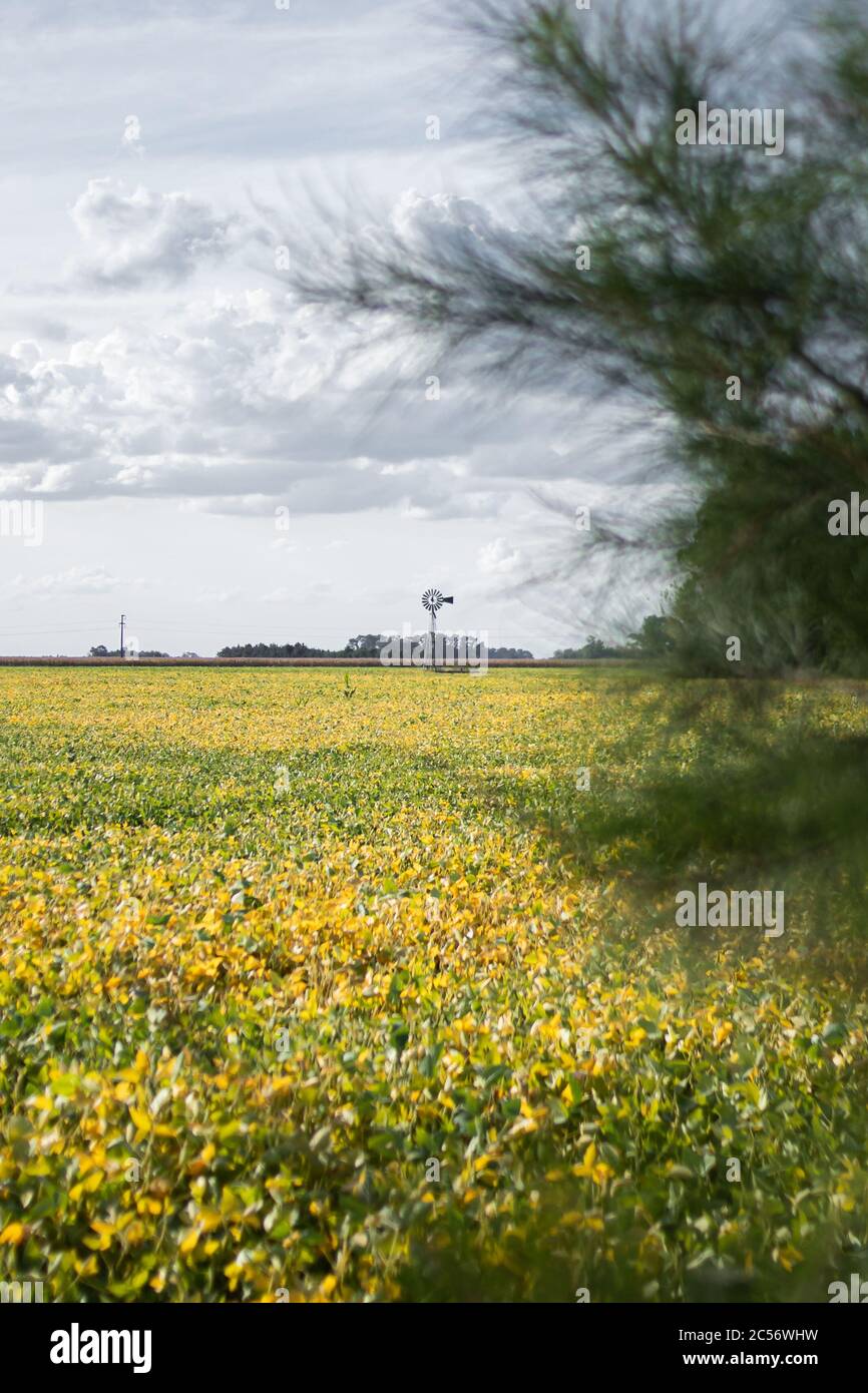 Vertical shot of a green and yellow field of crop with a pine-tree ...
