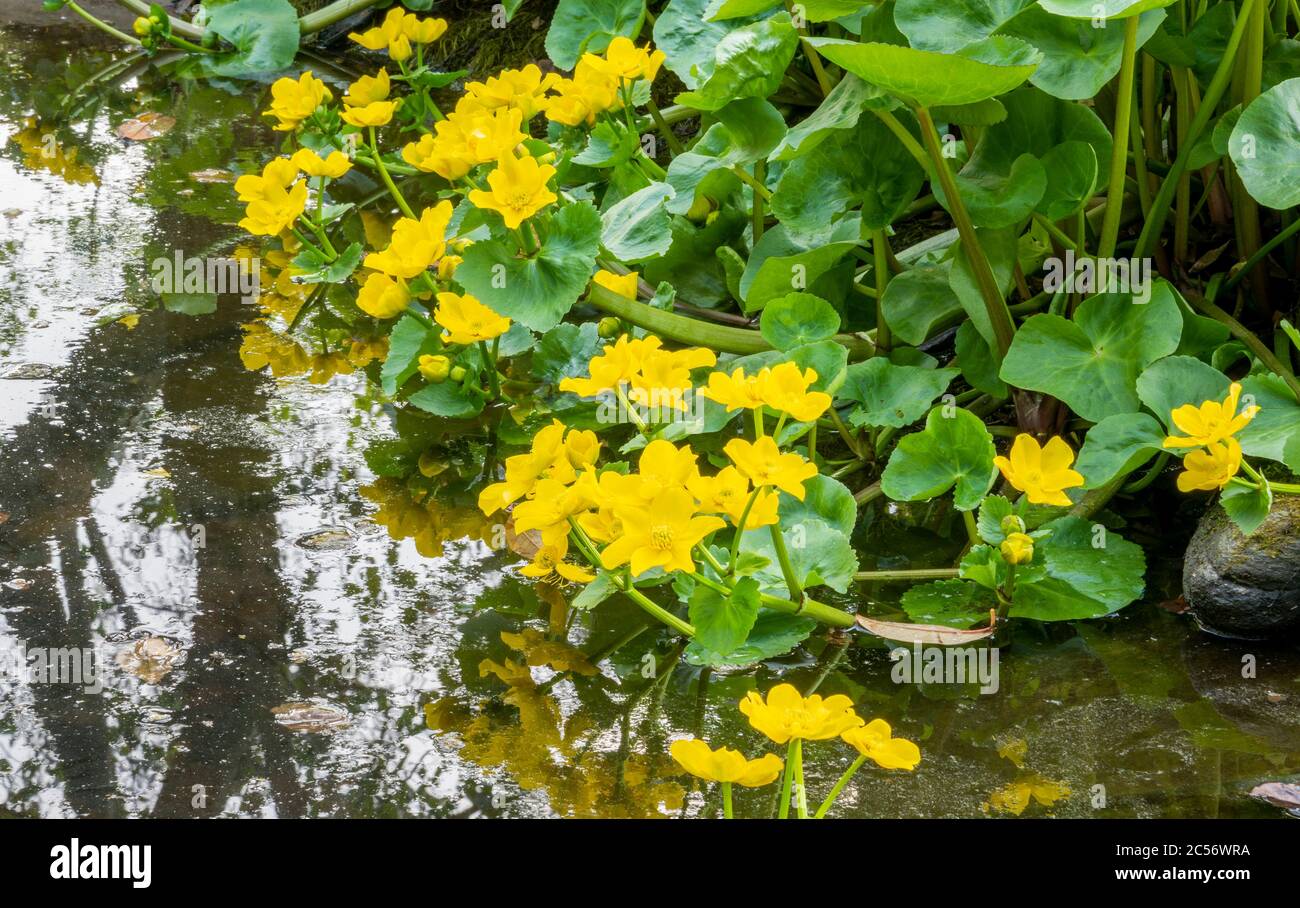 Yellow flowers of Marsh Marigold, Caltha palustris (Kingcup) at edge of ...