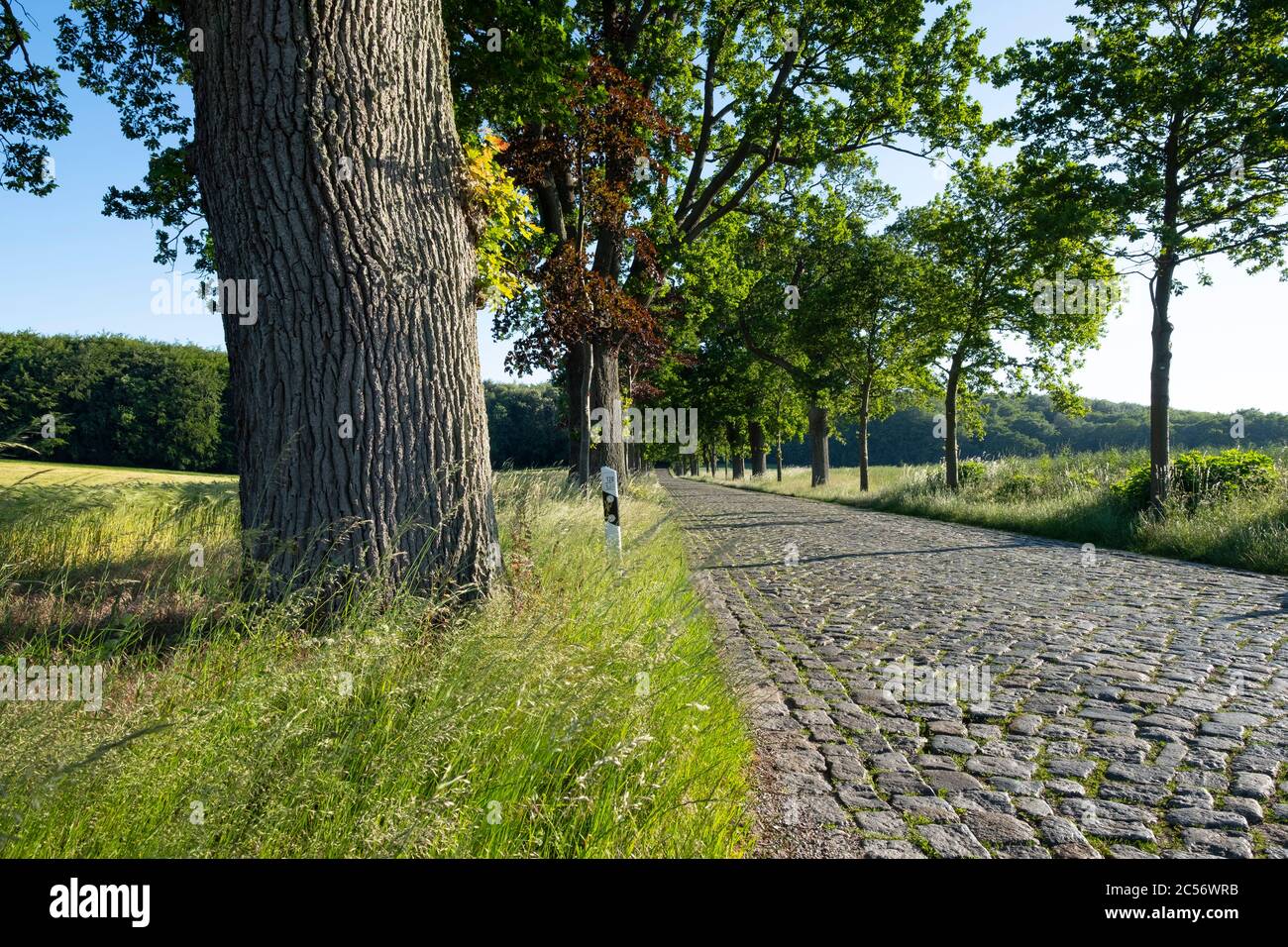 Oak trees and avenue with cobblestone pavement near Vilmnitz on the ...