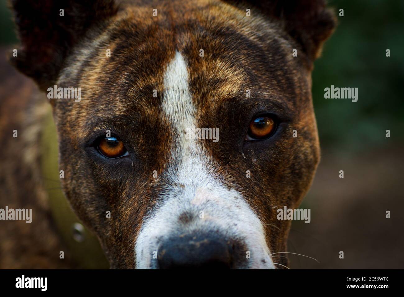 Muzzle of a large evil guard dog with large teeth close-up. The open ...