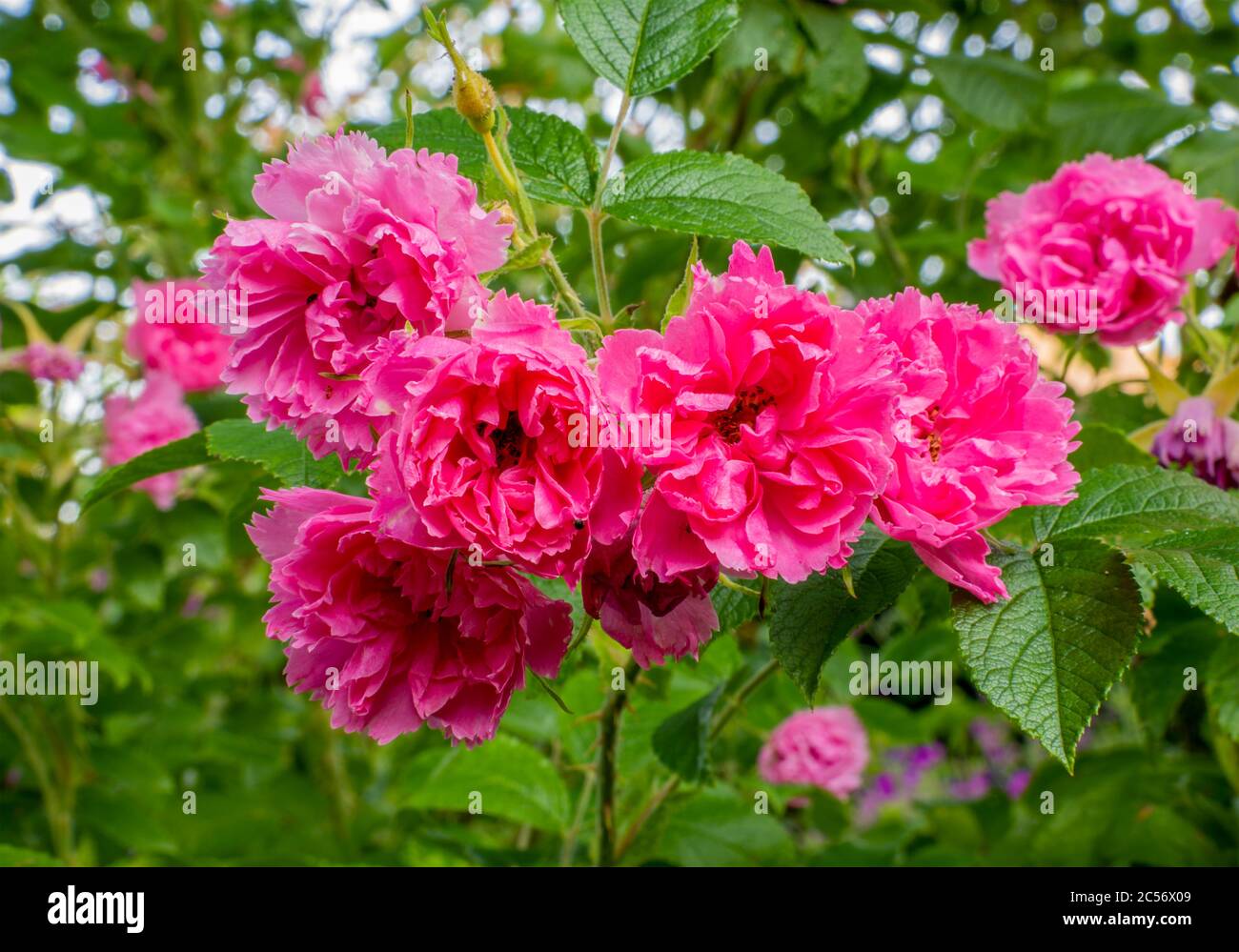 Closeup group of flowers of bright pink Rose 'Pink Grootendorst'. Green ...