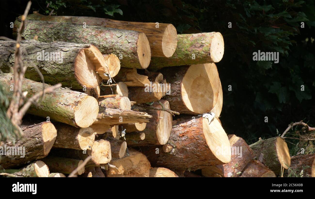 Horizontal shot of a stack of wooden logs on a sunny day surrounded by ...