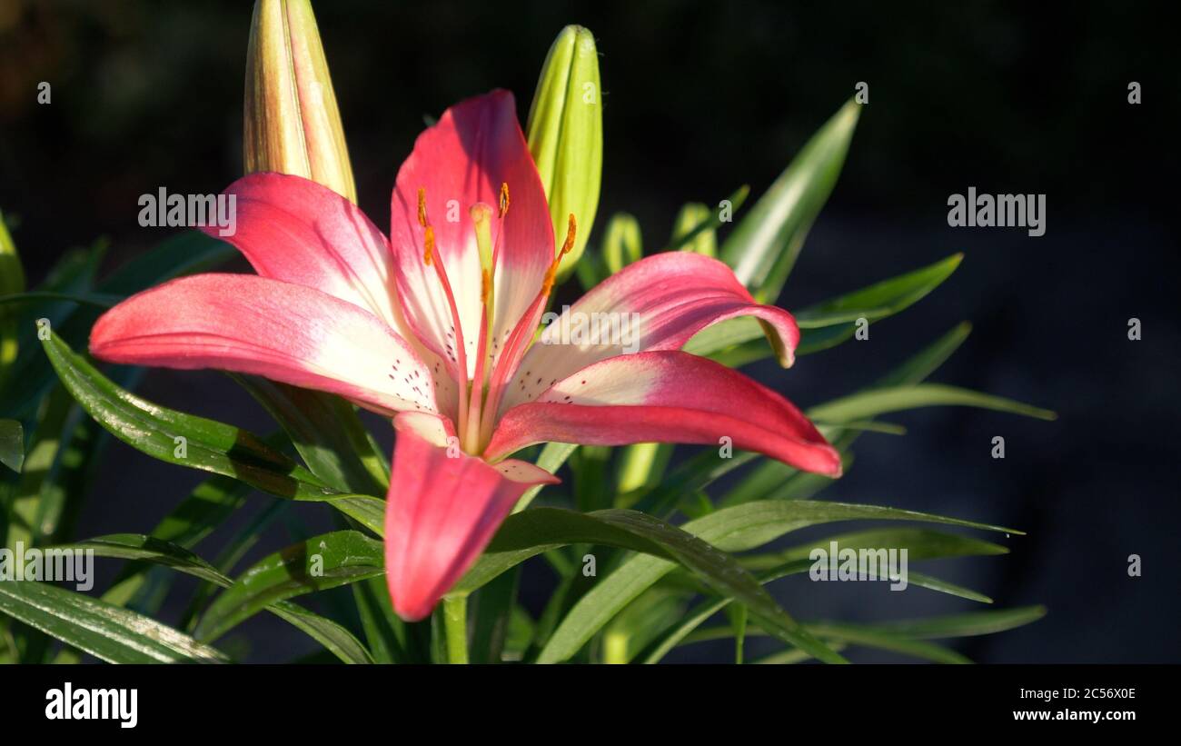 Horizontal shot of a beautiful pink lily flower on a greenery ...