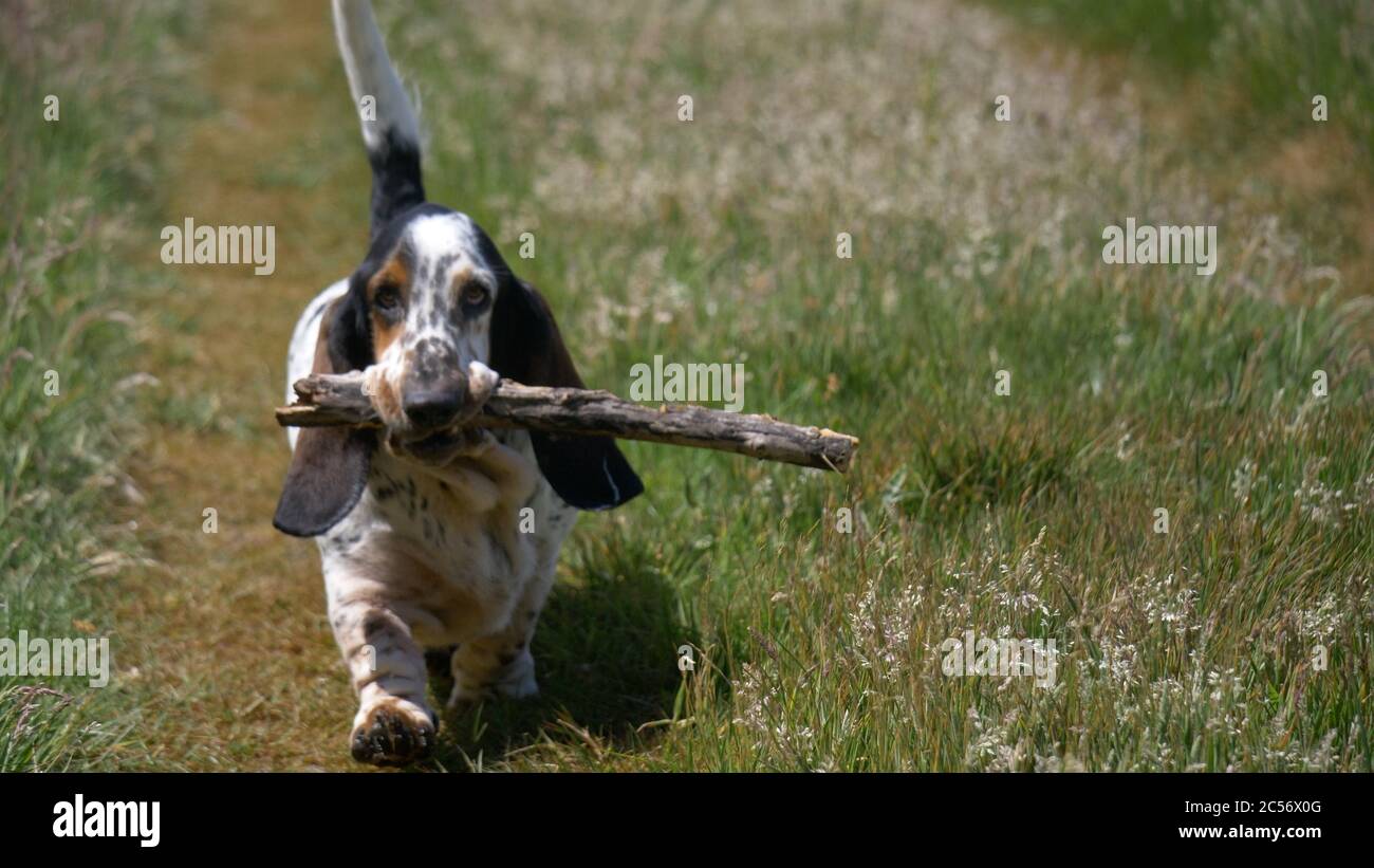 English setter playing with stick hi-res stock photography and images ...