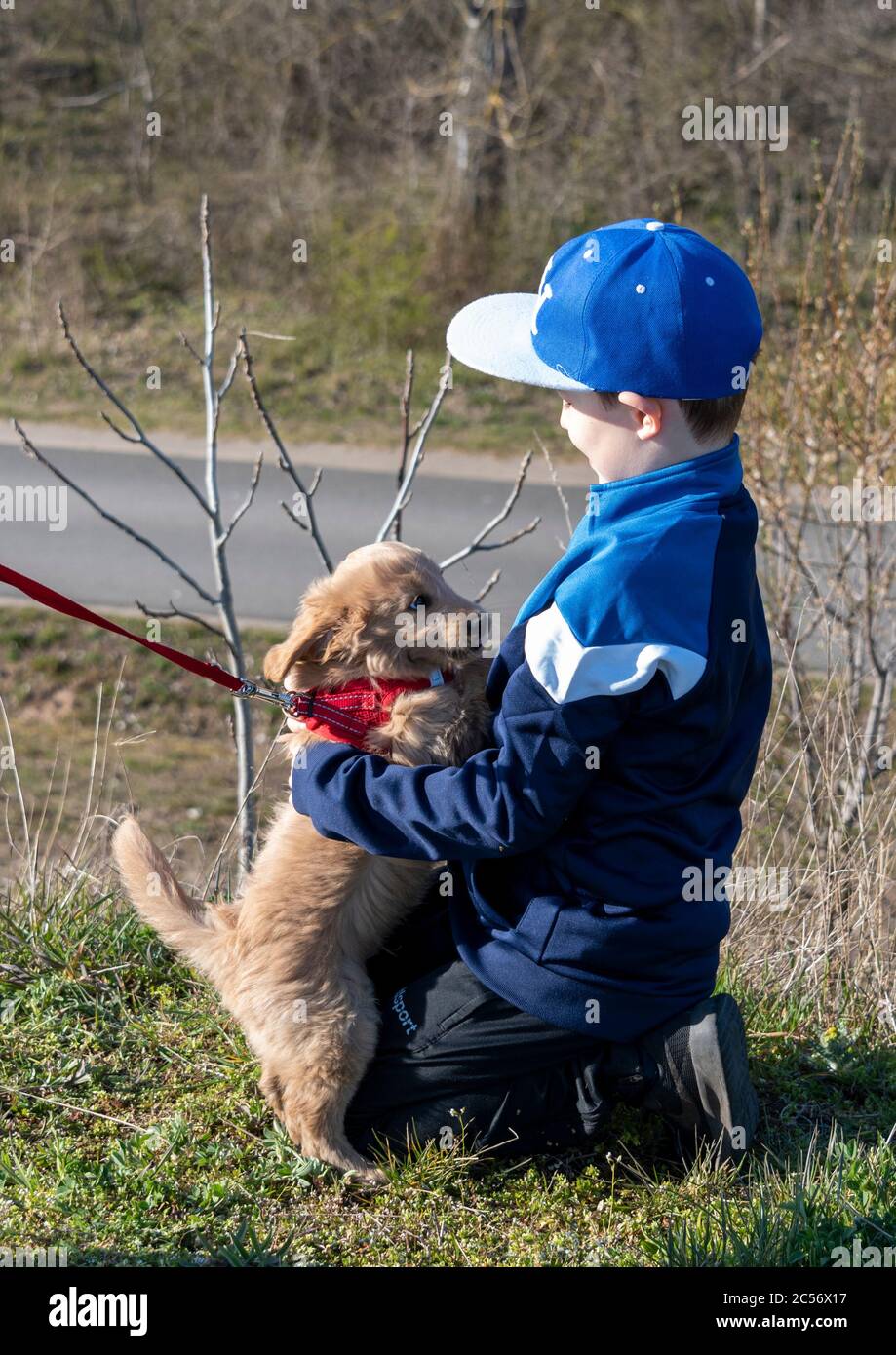 An 8 week old Mini Goldendoodle (a mix of a Golden Retriever and a ...