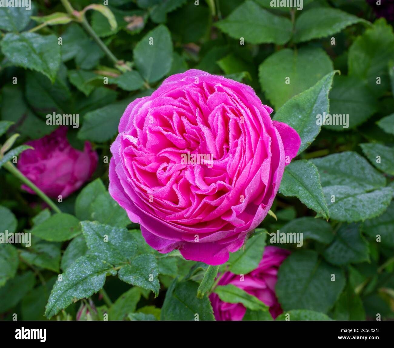 Close up single pink bloom of Rosa 'Louise Odier', historical Bourbon ...