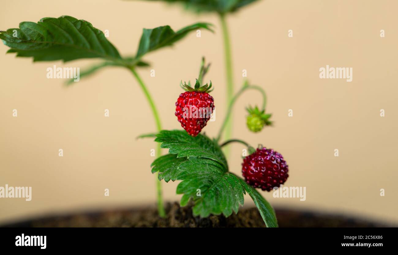 Organic strawberry. Berry fruit close up. Fresh ripe berry isolated on ...