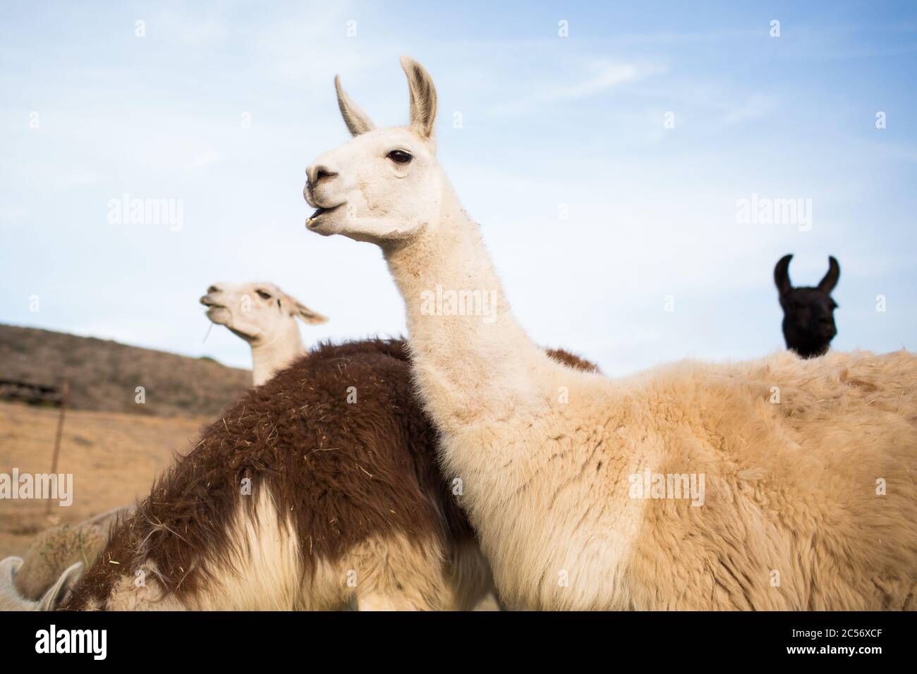 Portrait shot of cute llamas in the wild - perfect for background Stock ...