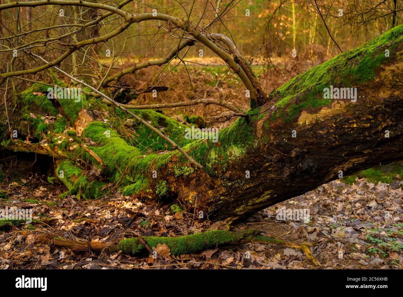 Dead ground cover hi-res stock photography and images - Alamy