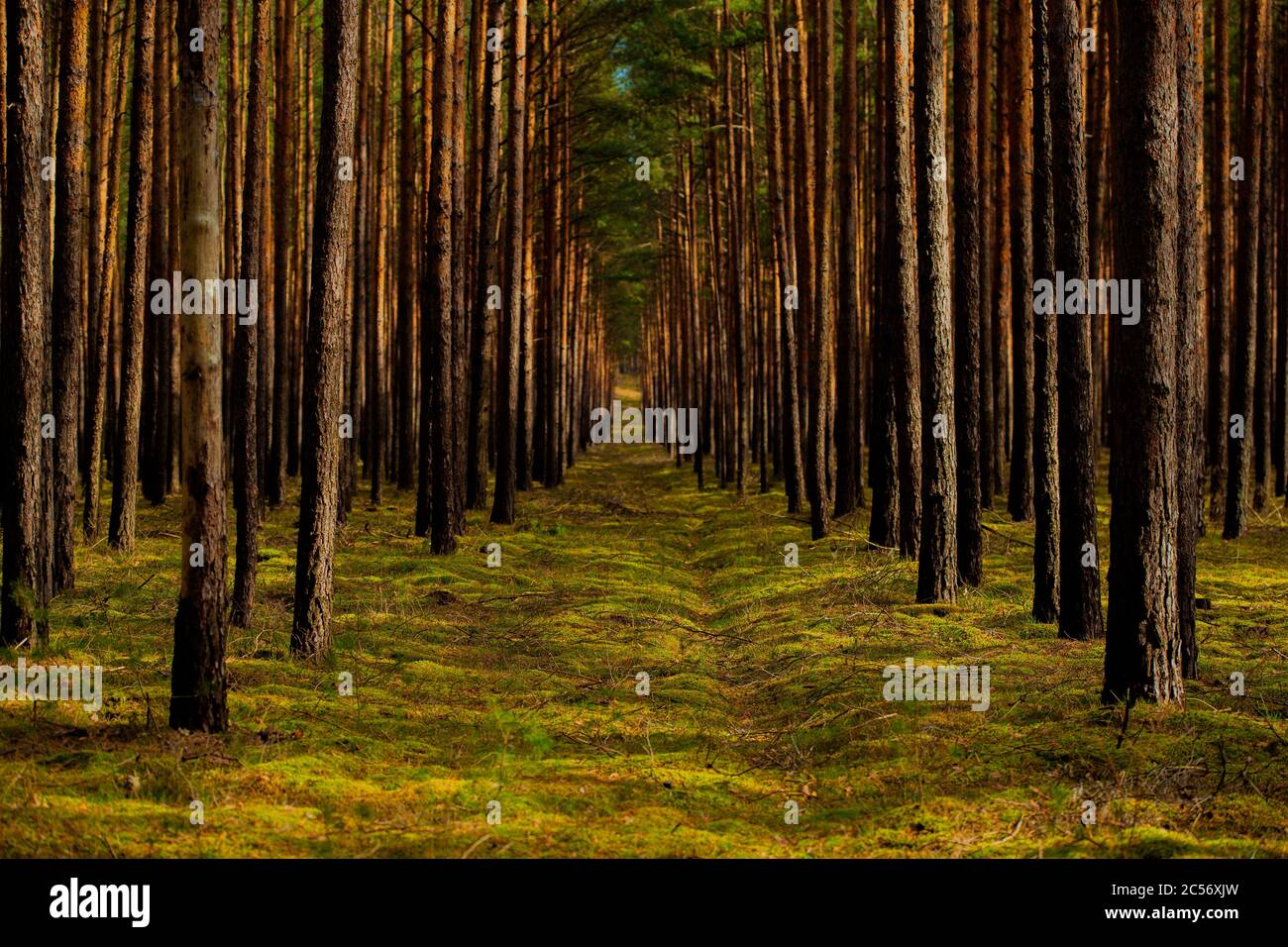 Logging trail hi-res stock photography and images - Alamy