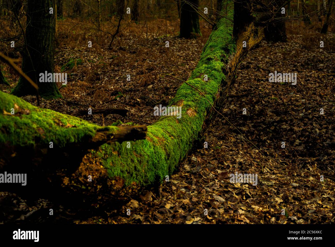 old dead tree overgrown with moss Stock Photo - Alamy