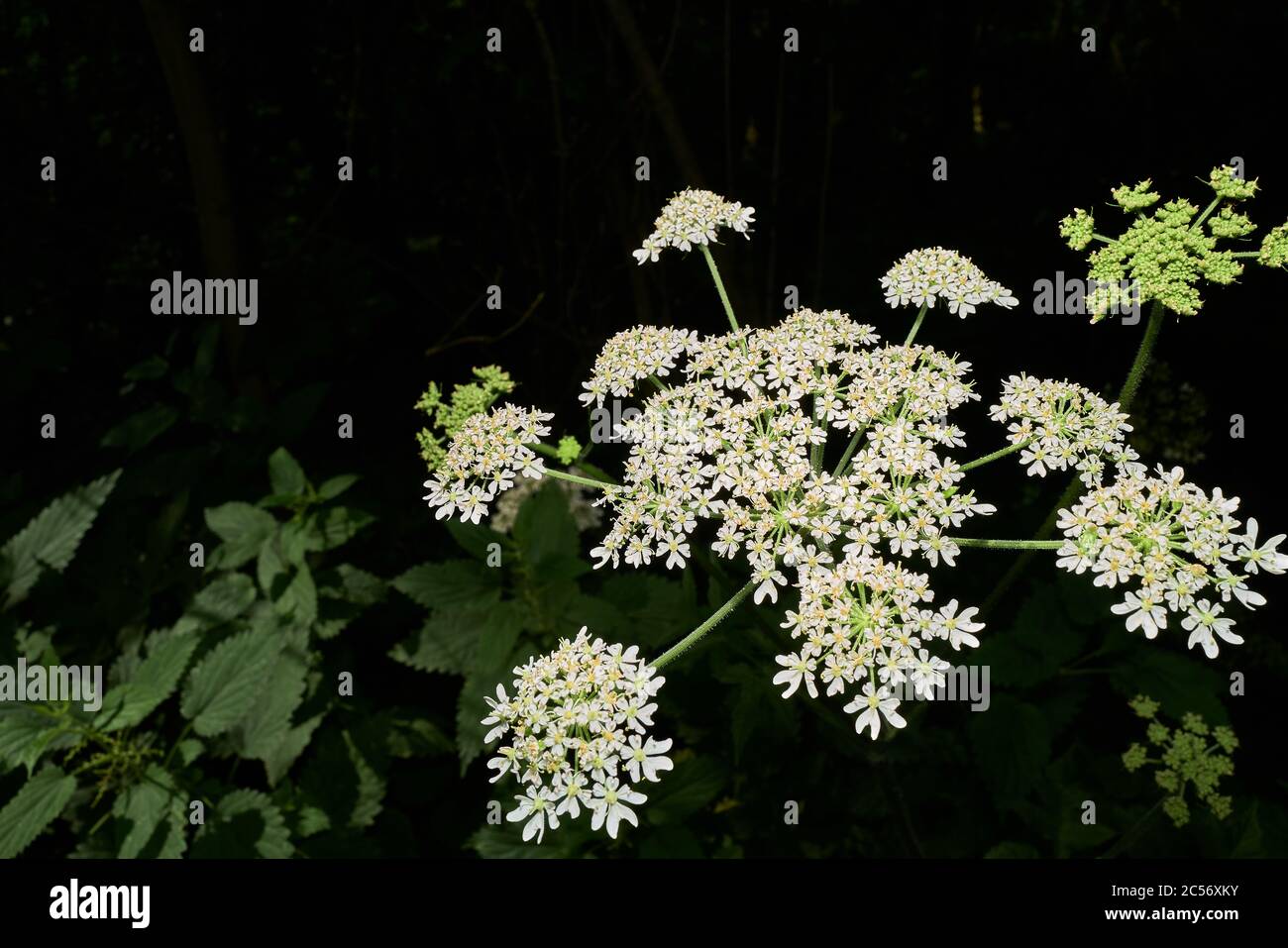 White, small hogweed woodland flowers (heracleum shondylium) in bloom ...