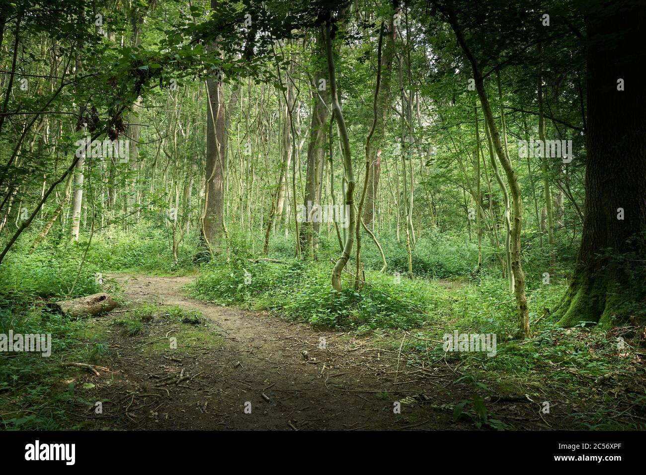 Rockingham forest hi-res stock photography and images - Alamy