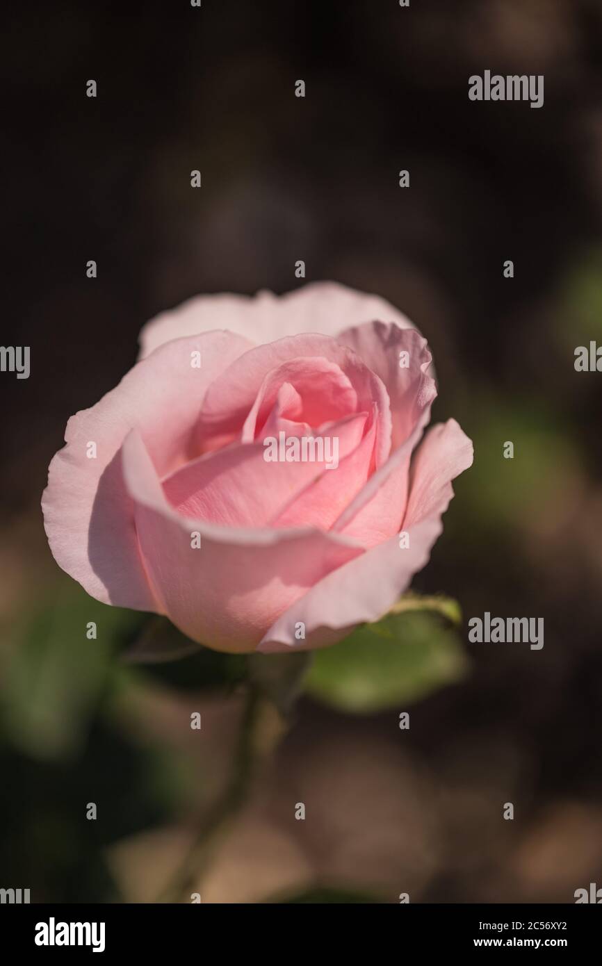 Rose colored dawn hi-res stock photography and images - Alamy