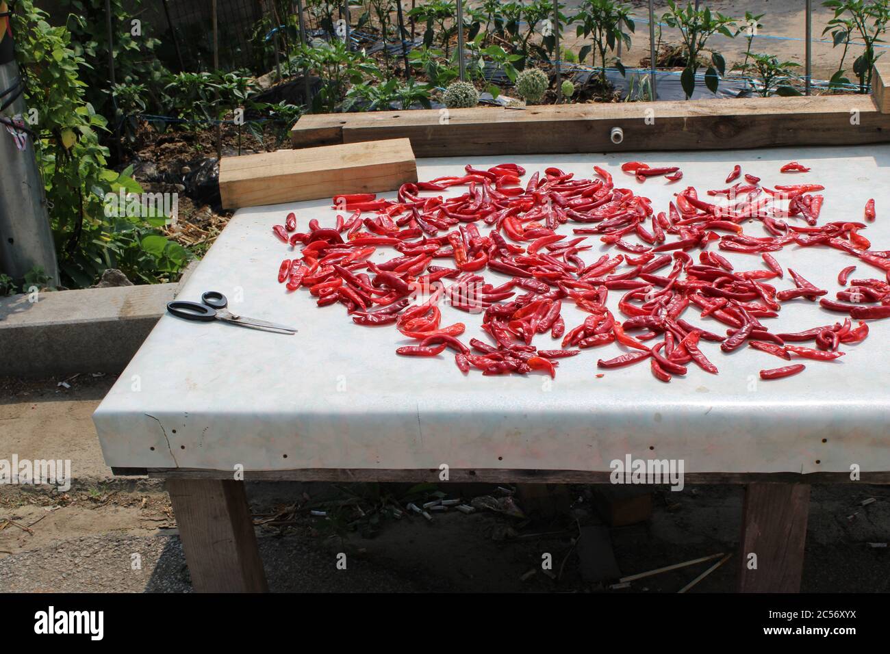 Red chili peppers drying in the sun on an outdoor pallet Stock Photo ...