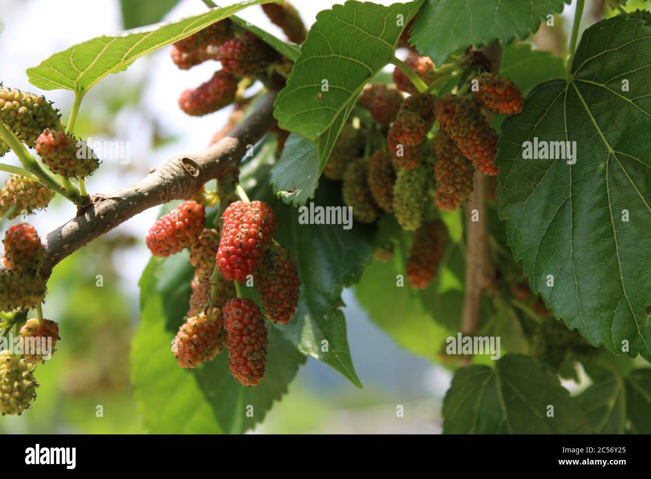 Mulberry tree berries hi-res stock photography and images - Alamy