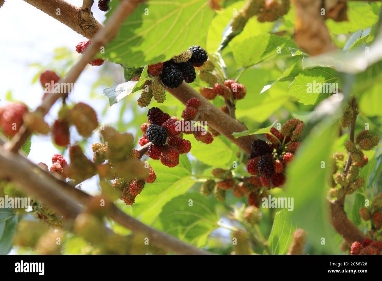 Mulberry on branch tree hi-res stock photography and images - Alamy