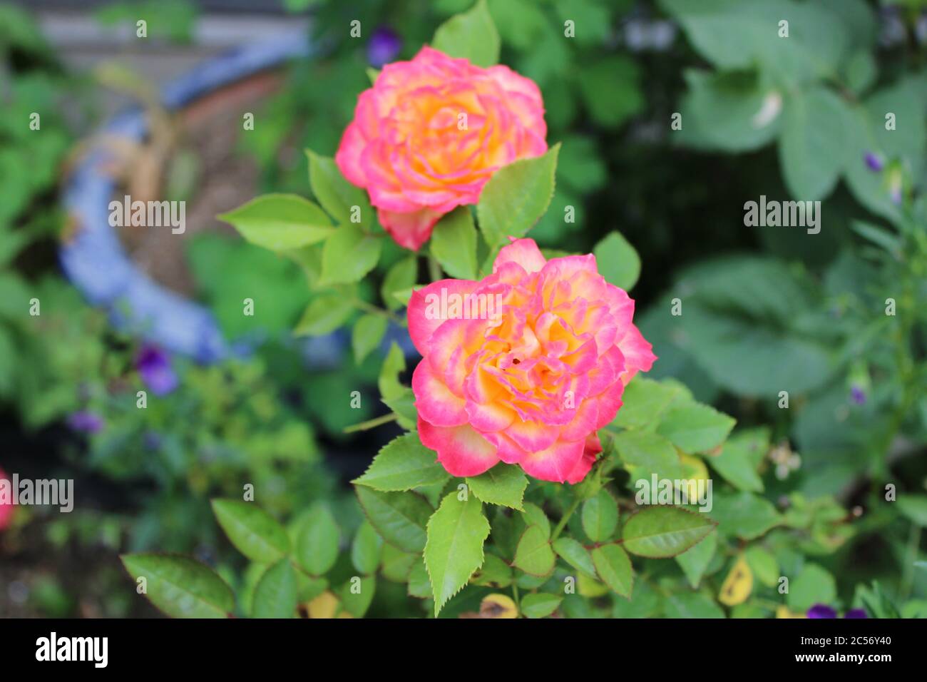 Hot pink rose hi-res stock photography and images - Alamy