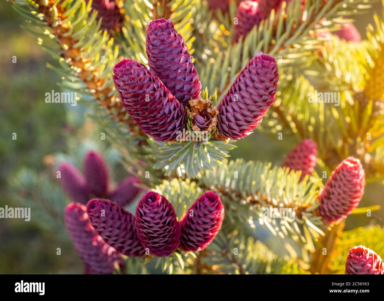 Decorative fir tree with red cones close-up Stock Photo - Alamy