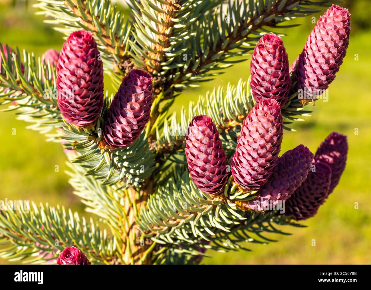 Red fir cones hi-res stock photography and images - Alamy