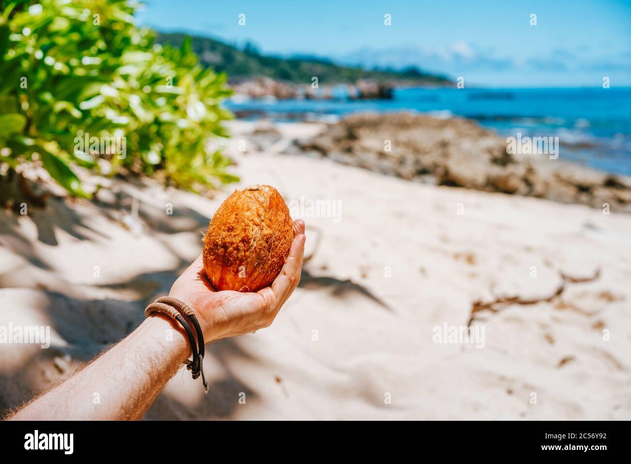 Hand holding coconut on beach hi-res stock photography and images - Alamy