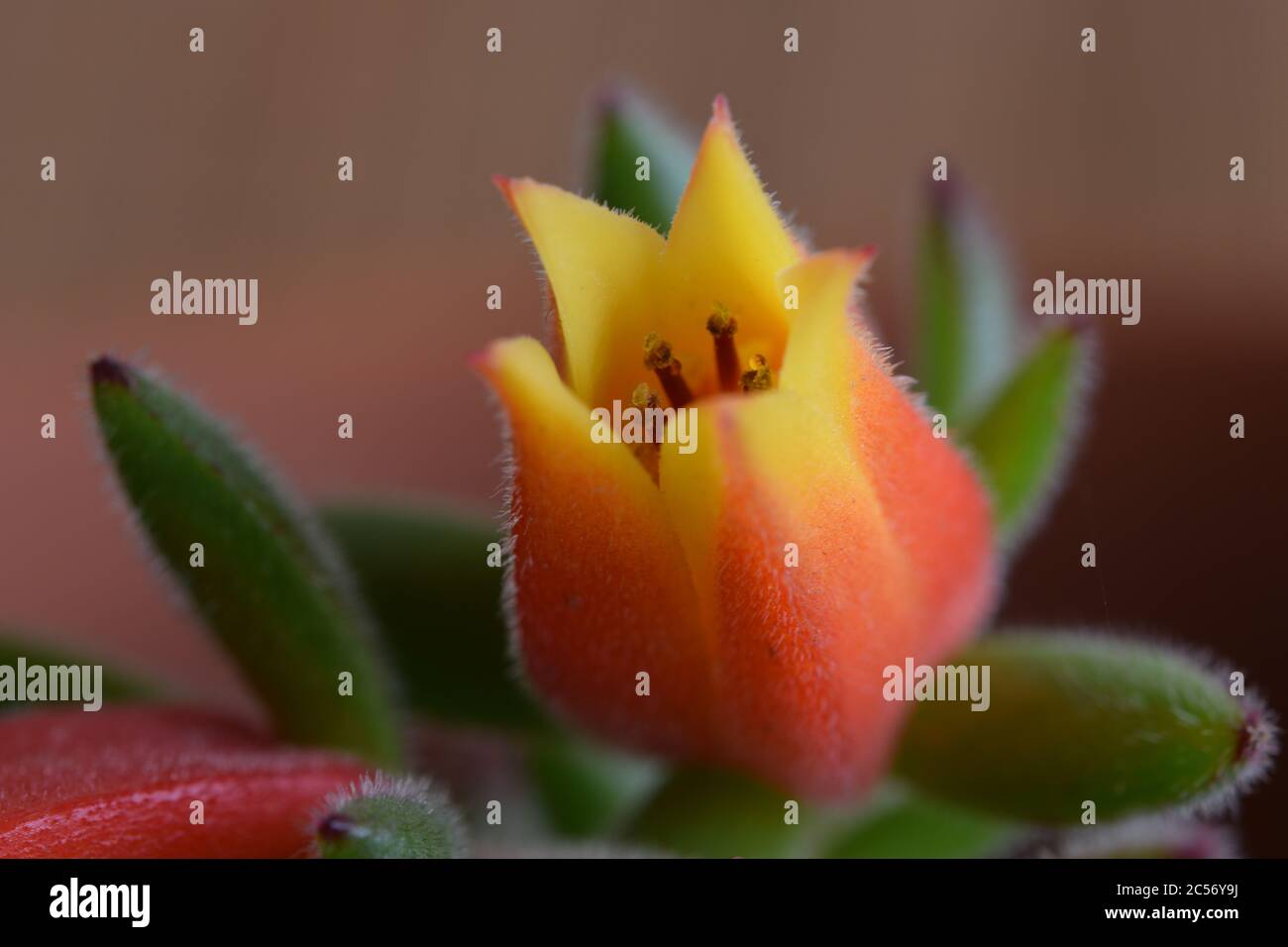 Secunda Plant High Resolution Stock Photography and Images - Alamy