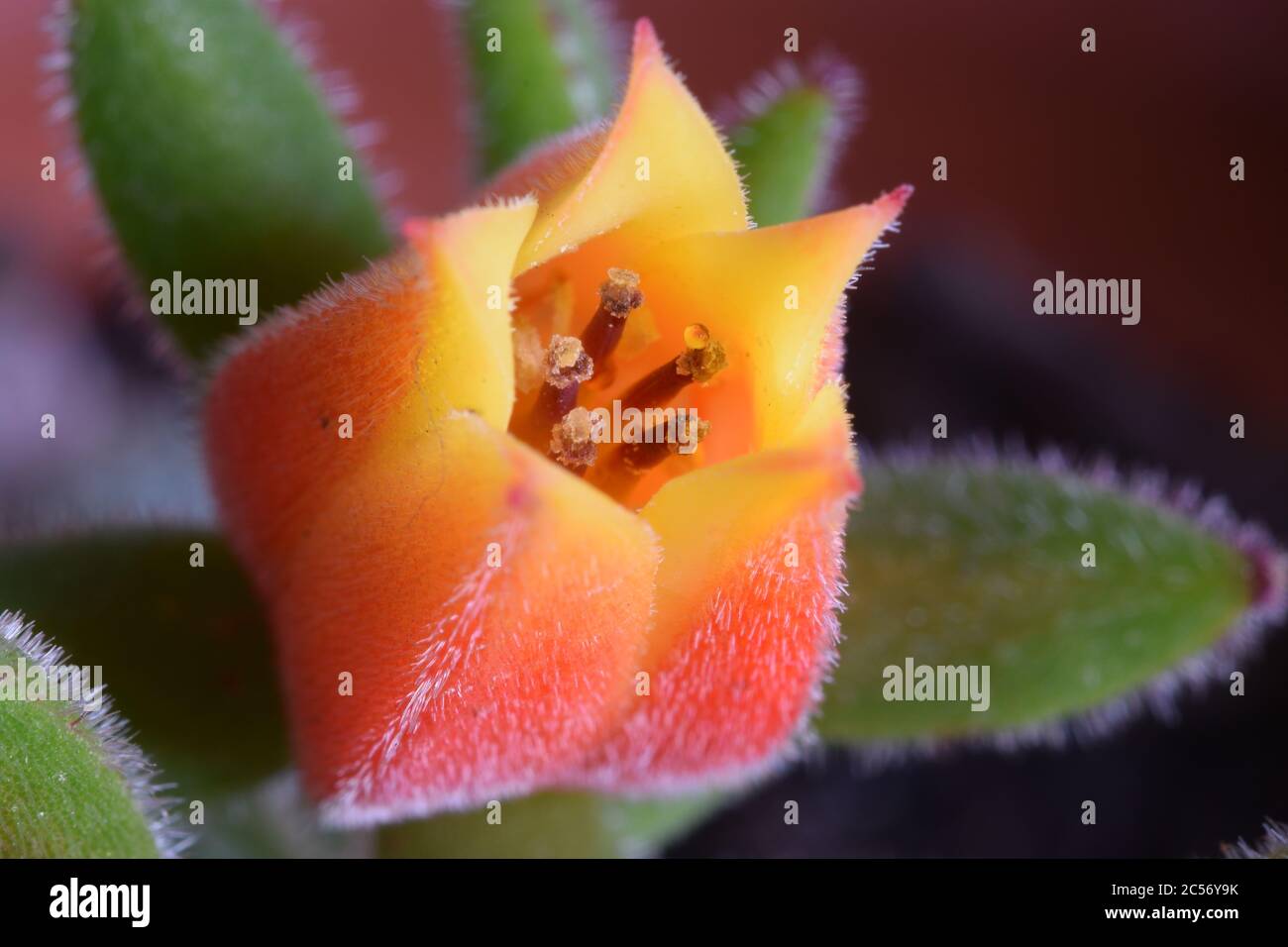 Blooming orange flower of Echeveria Secunda plant Stock Photo - Alamy