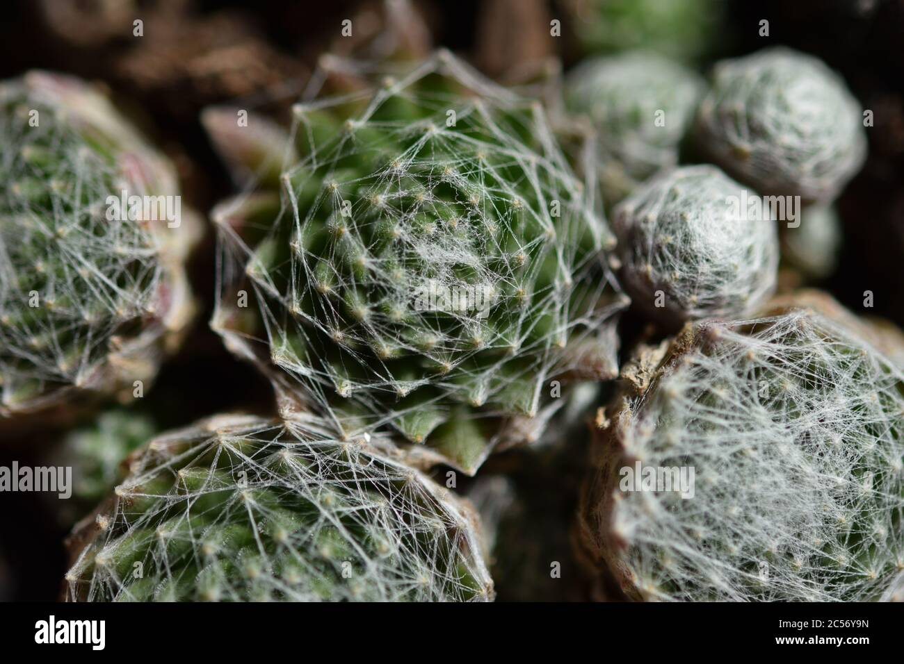 Indoor succulent plant with a spider web on tips Stock Photo - Alamy