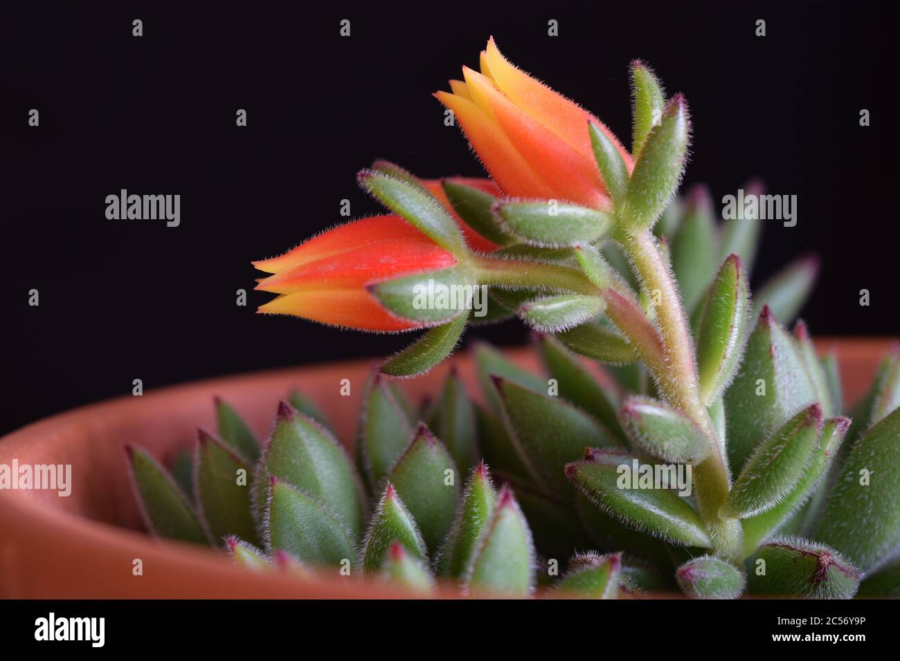 Blooming Echeveria Secunda plant with orange flowers in a pot Stock Photo - Alamy