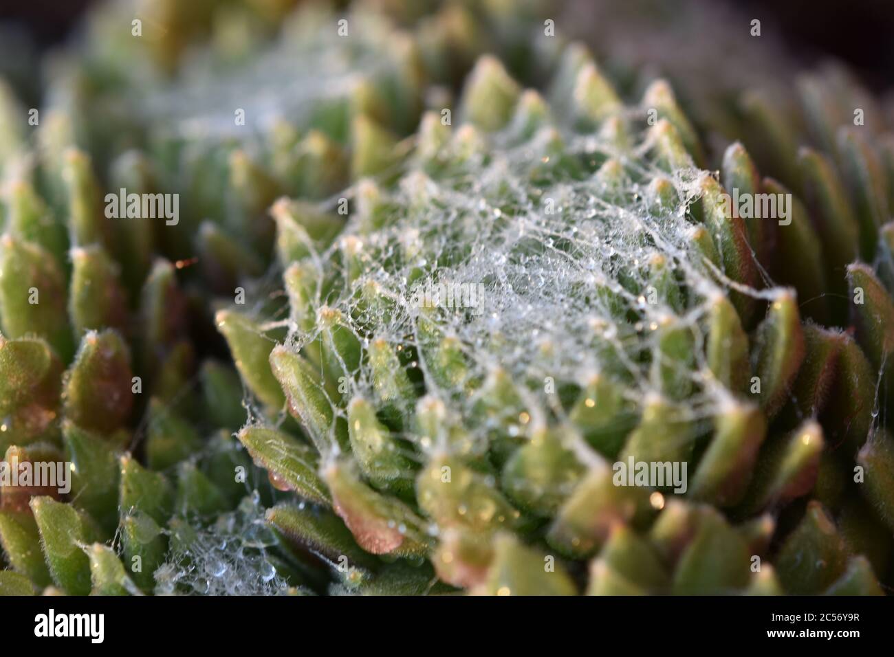 Flower pot spider hi-res stock photography and images - Alamy