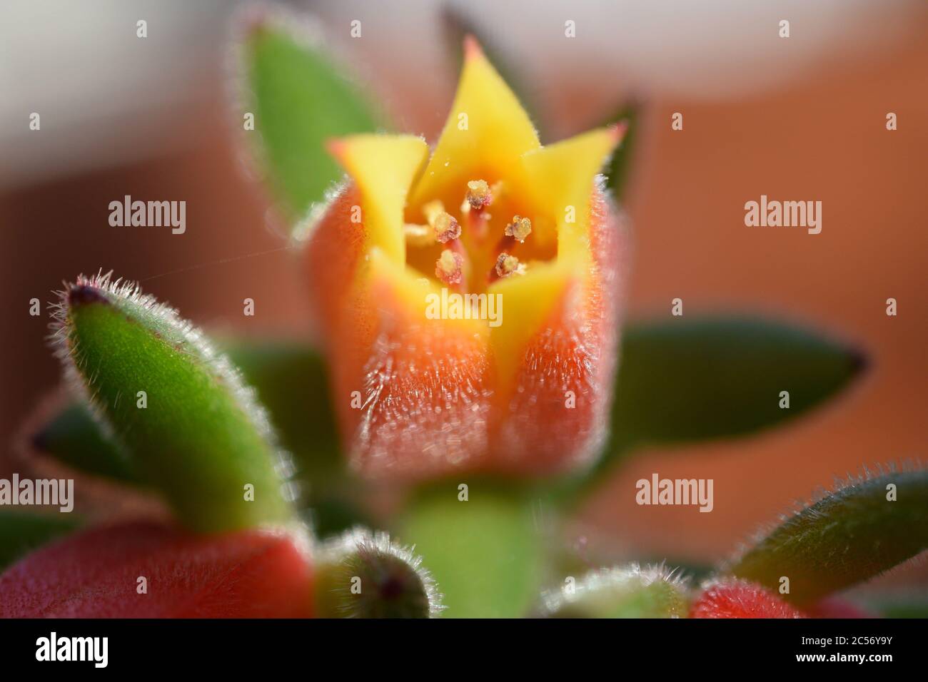 Blooming orange flower of Echeveria Secunda plant Stock Photo - Alamy