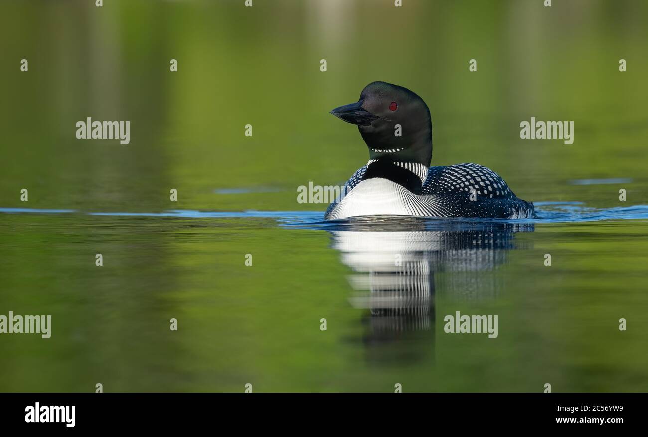 Common Loon in Maine Stock Photo - Alamy