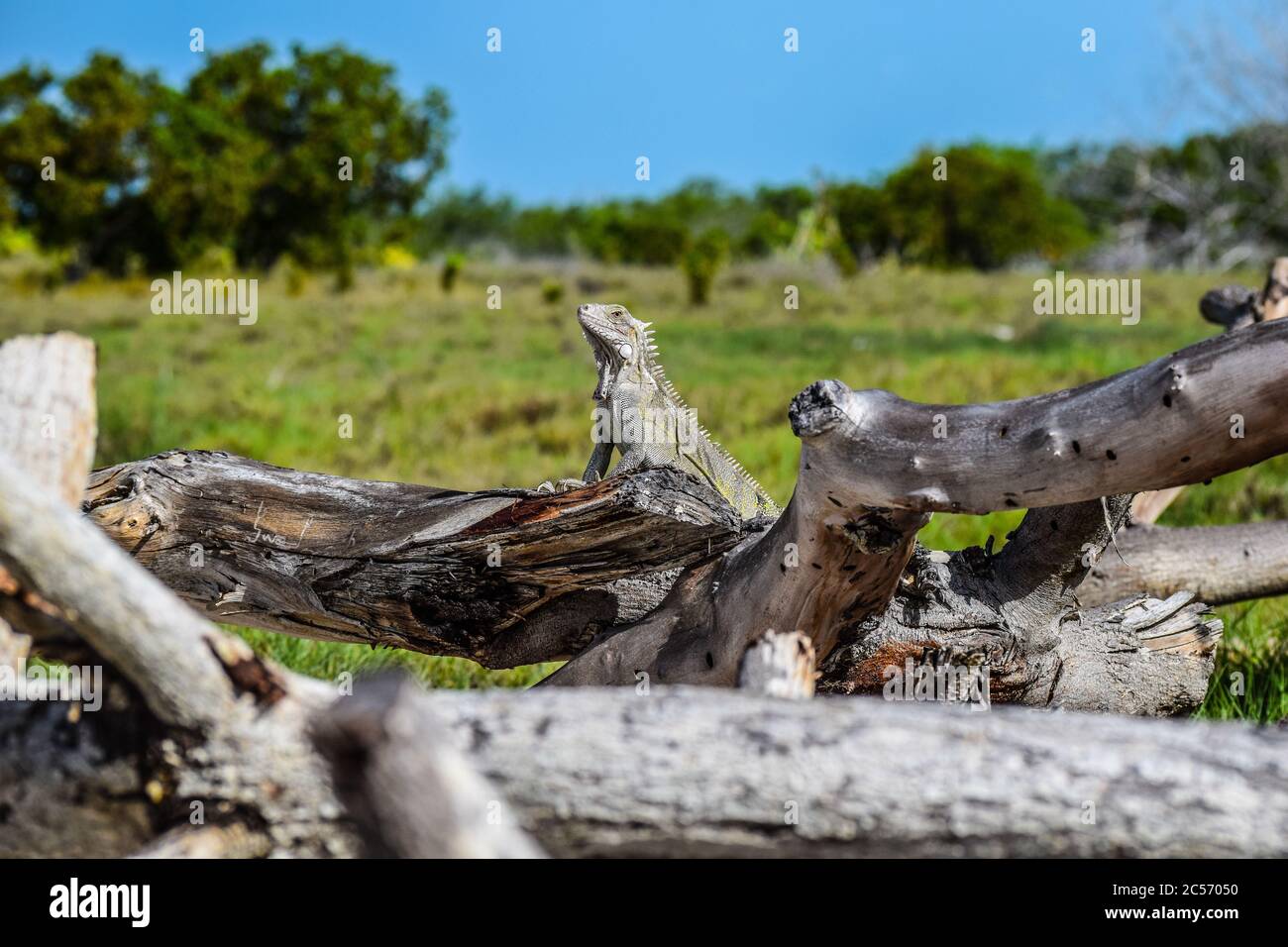 Huge lizard in desert hi-res stock photography and images - Alamy