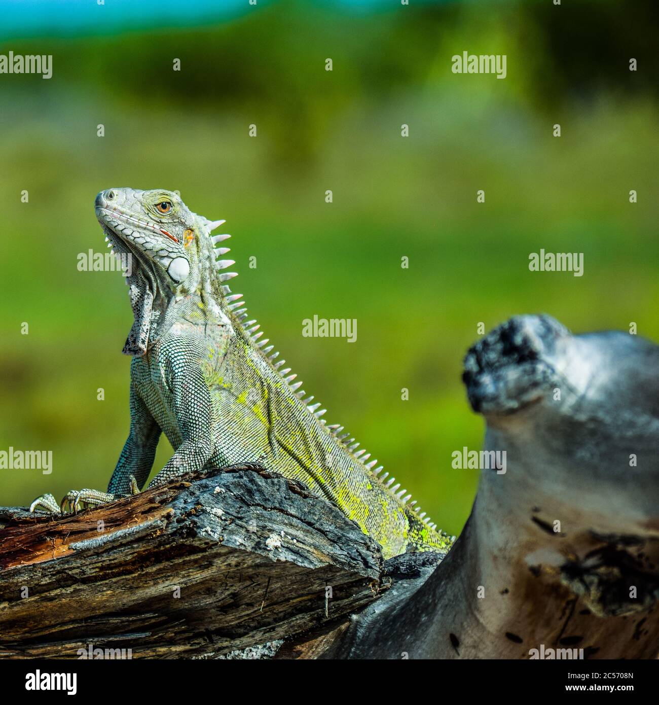 Huge lizard in desert hi-res stock photography and images - Alamy